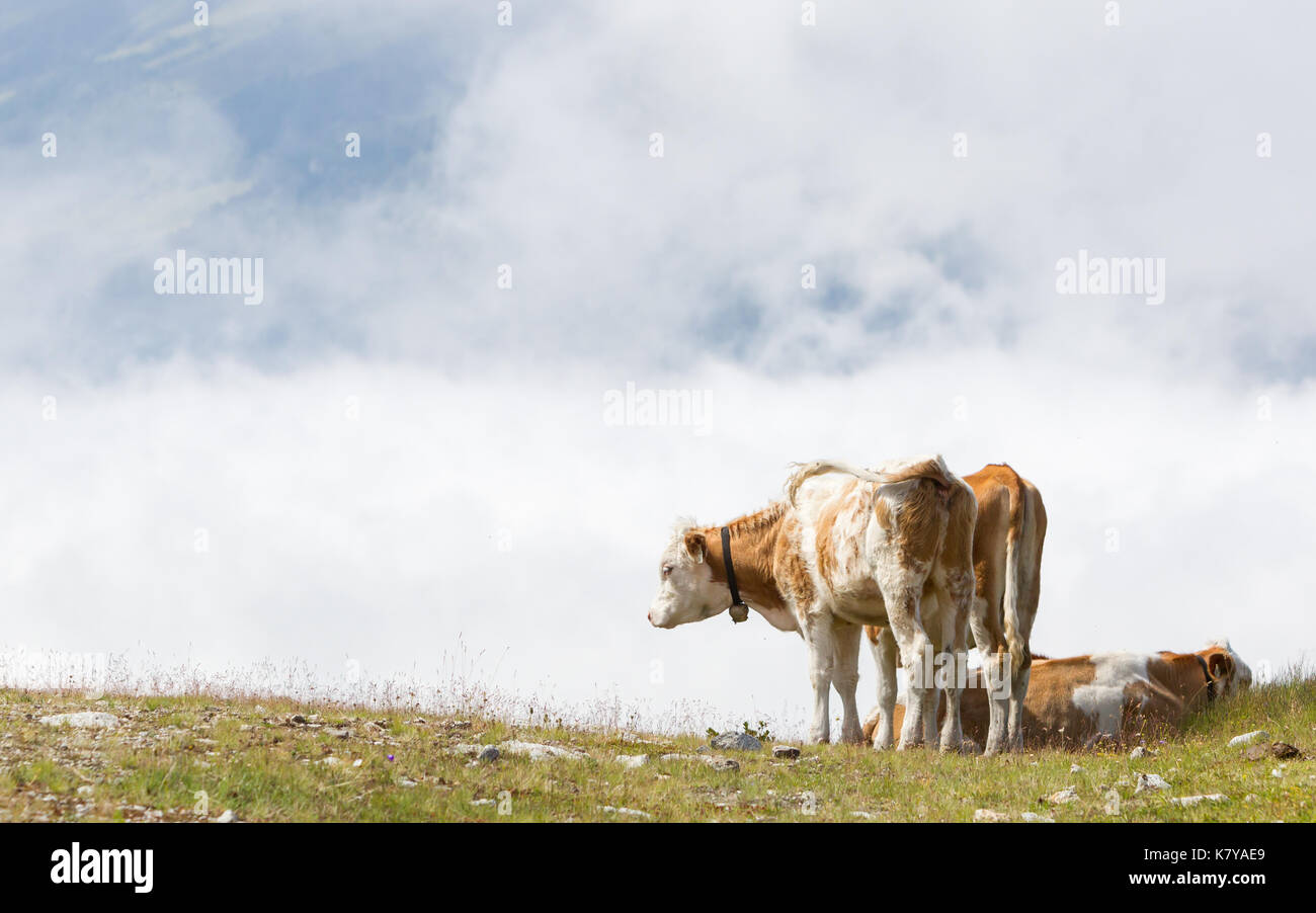 Milk cows in a meadow of grass, Alps, Austria Stock Photo - Alamy
