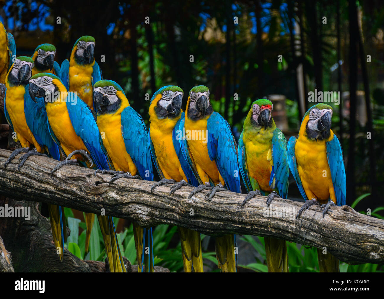 Colorful parrot birds at the safari park in Bangkok, Thailand. It is a ...