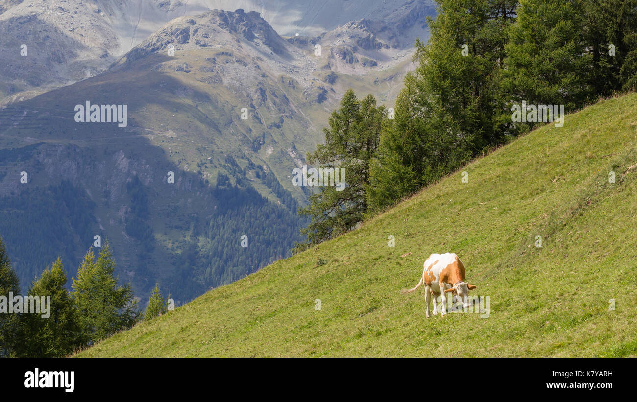 Glacier milk hi-res stock photography and images - Alamy