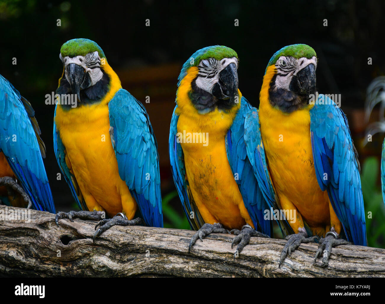 Thailand Exotic Birds Stock Photos & Thailand Exotic Birds Stock Images ...