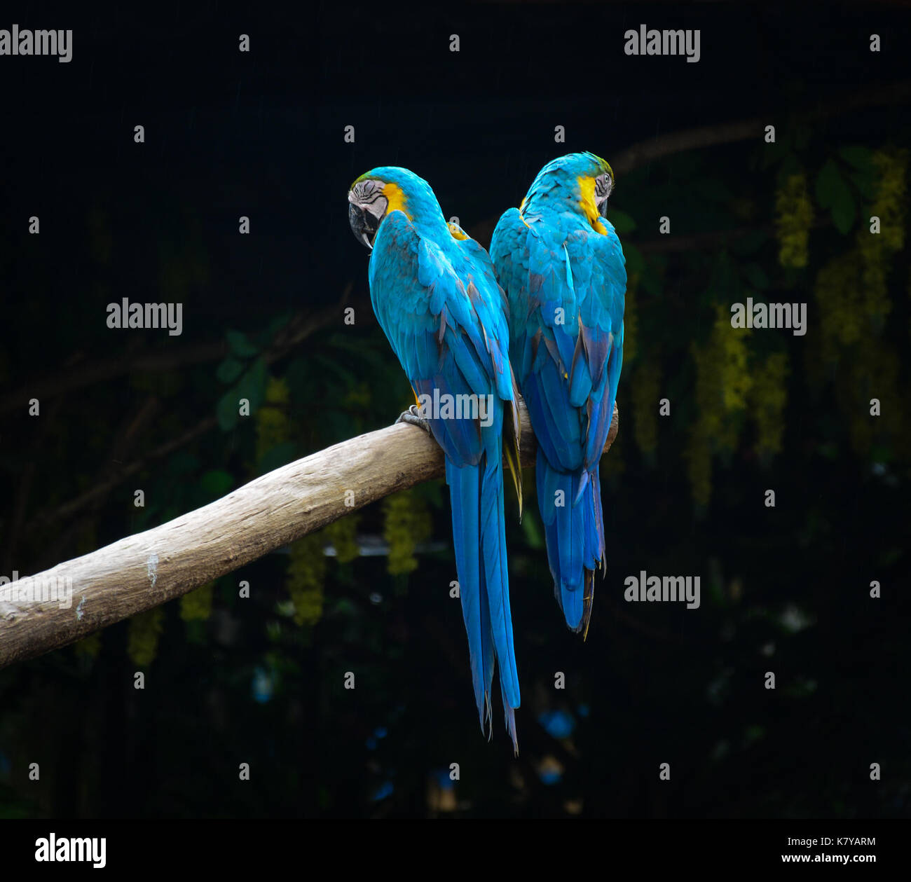 A couple of macaw at the safari park in Bangkok, Thailand. Parrot ...