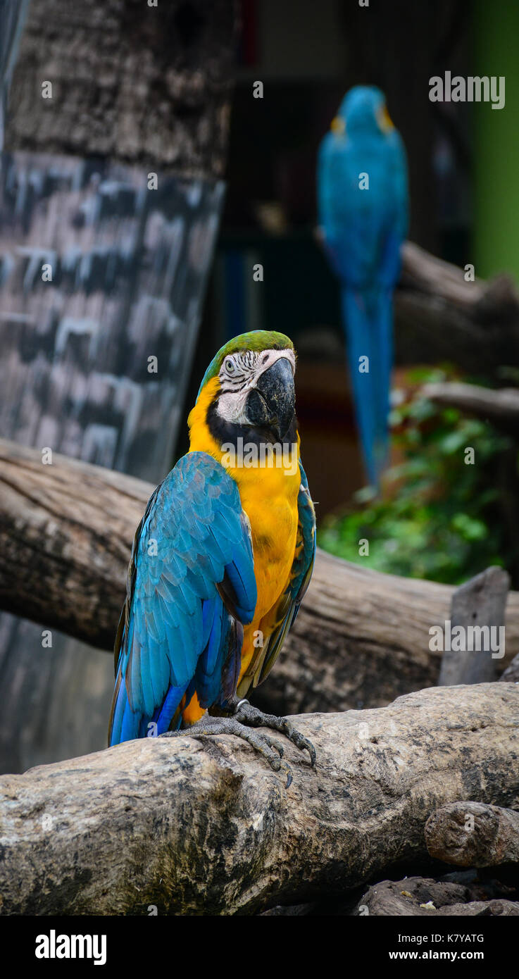 A macaw standing at the safari park in Bangkok, Thailand. Parrot (macaw ...