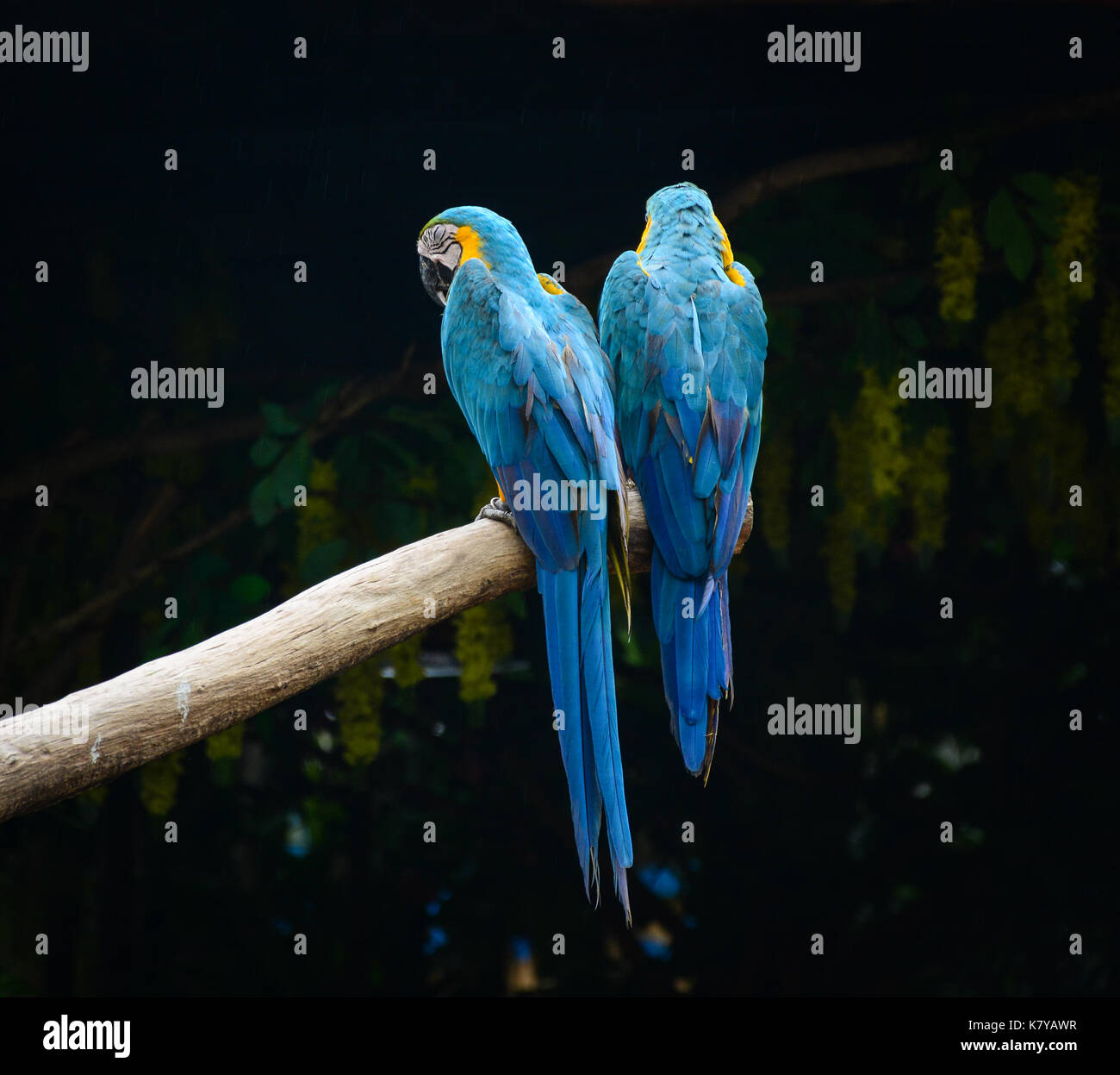A couple of macaw at the safari park in Bangkok, Thailand. Parrot ...