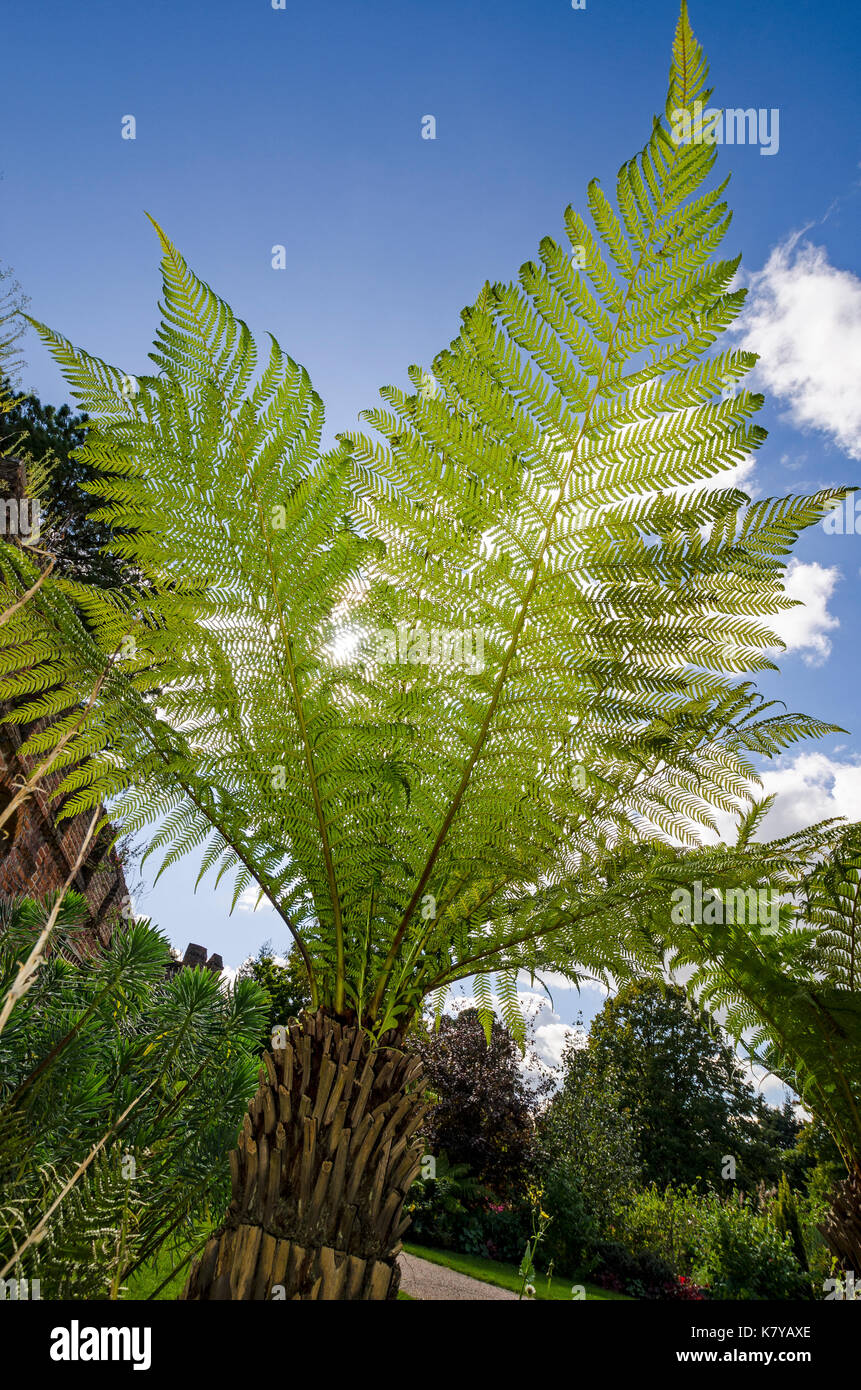 Australian tree fern dicksonia antarctica hi-res stock photography and ...
