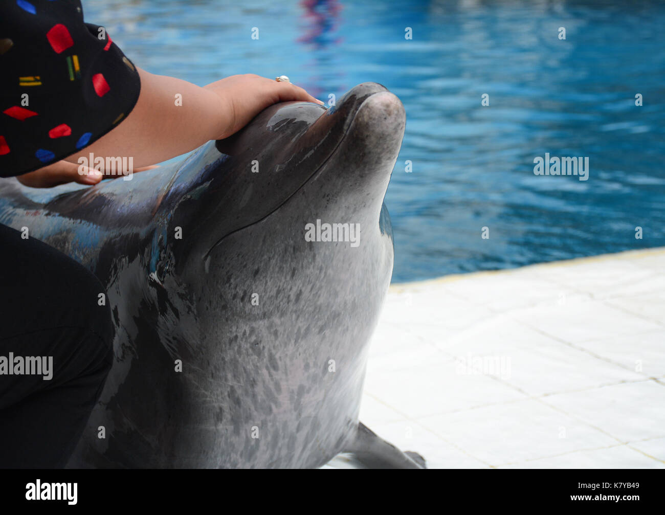 A woman playing with a smart dolphin at a park in Thailand Stock Photo ...
