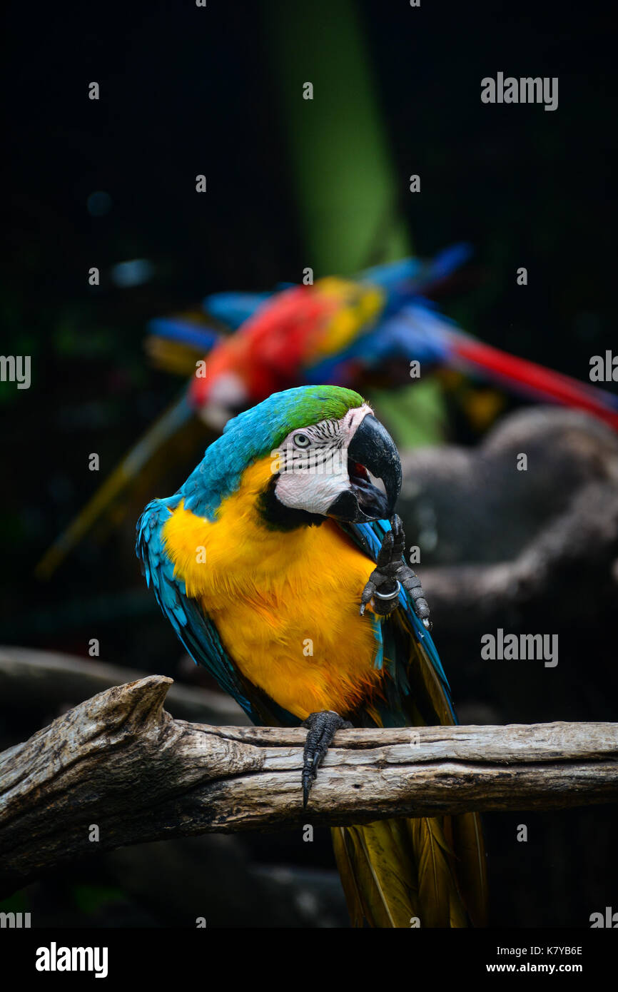 A macaw relaxing on tree at the park in Bangkok, Thailand Stock Photo ...