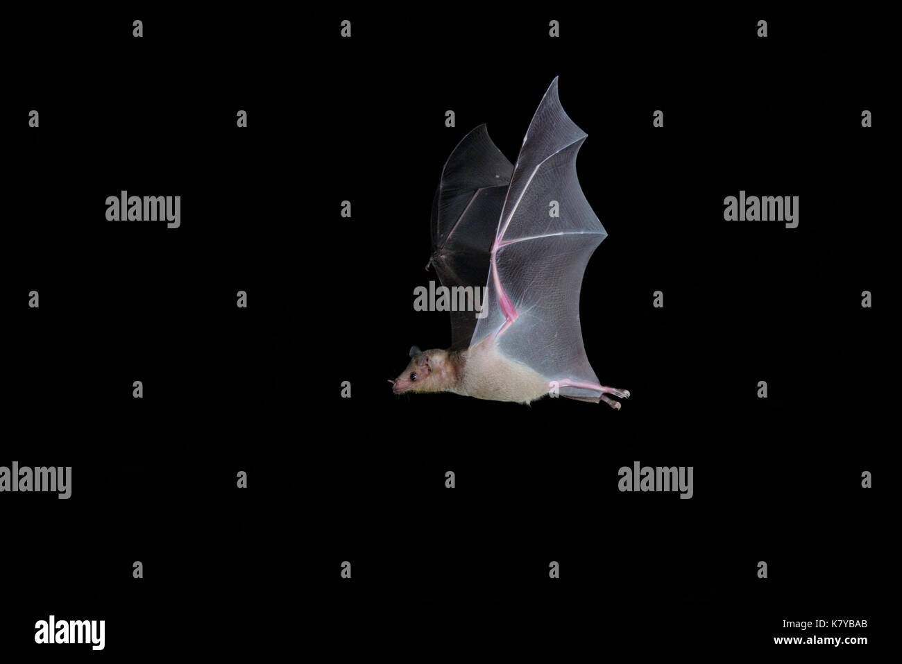 Lesser Long-nosed Bat Leptonycteris curasoae Tucson, Pima County ...