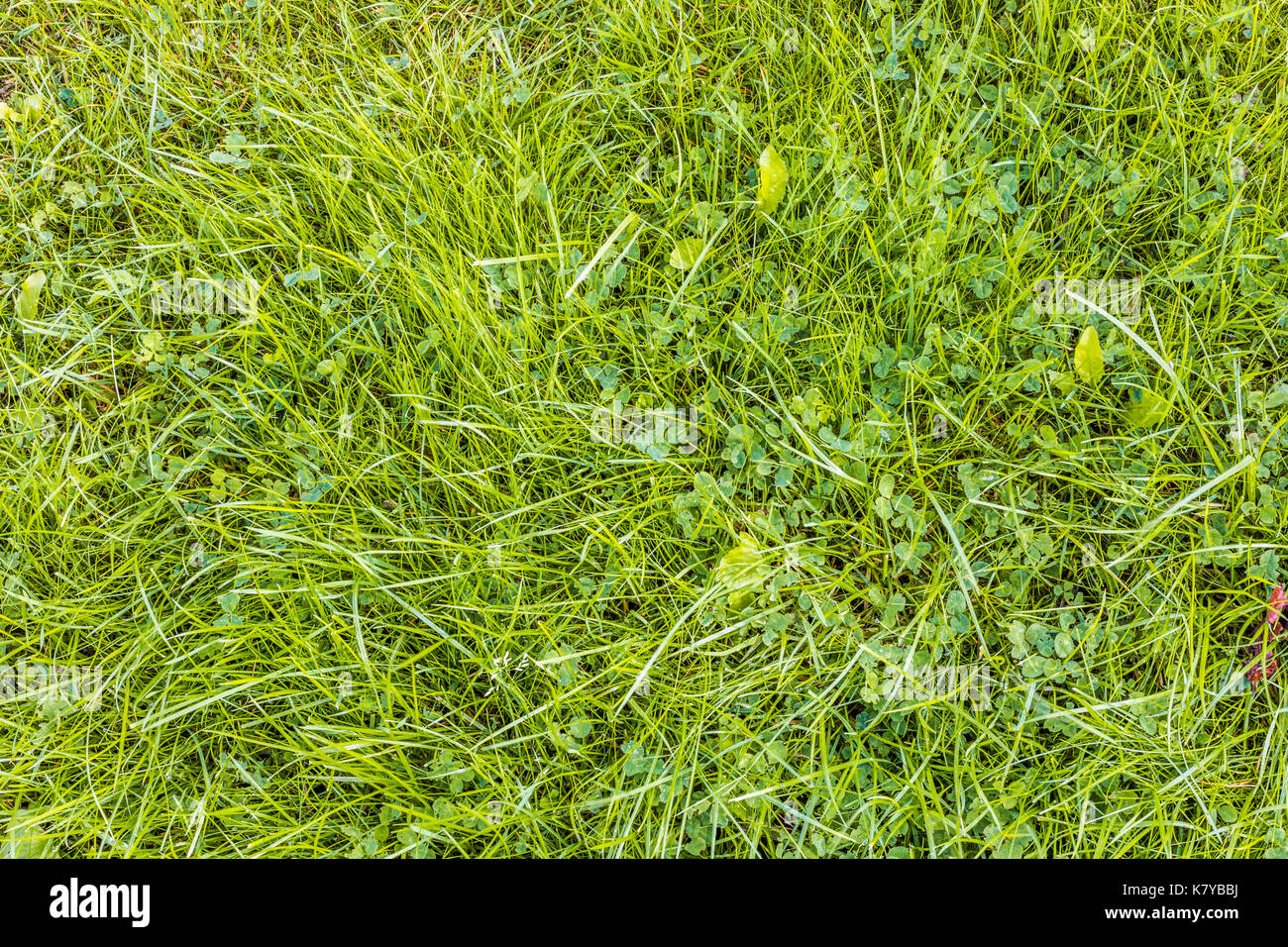 Green grass texture with natural patterns view from above can be used ...
