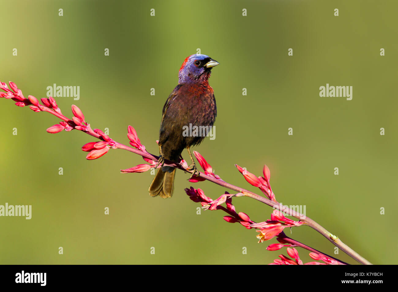 Passerina versicolor hi-res stock photography and images - Alamy