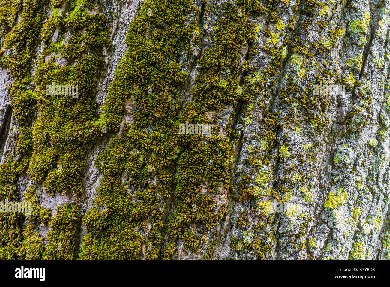 Moss and tree bark texture with natural patterns as background Stock ...