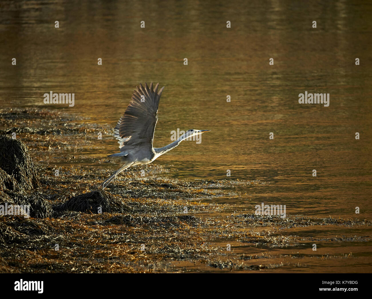 Grey Heron (Ardeidae Cinerea) taking off from a rock on the side of a ...