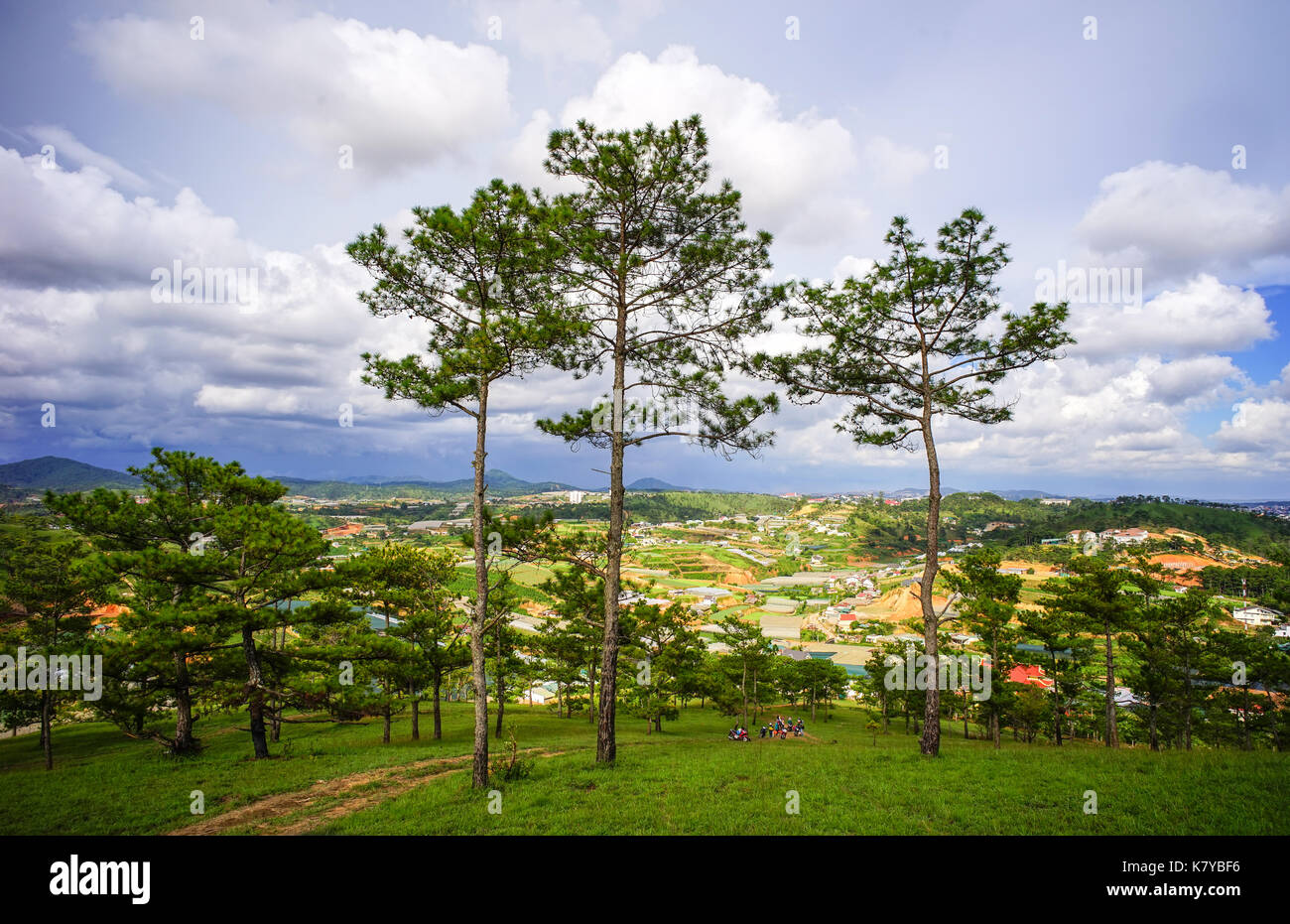 Pine tree forest with the mountains background in Dalat Highlands ...