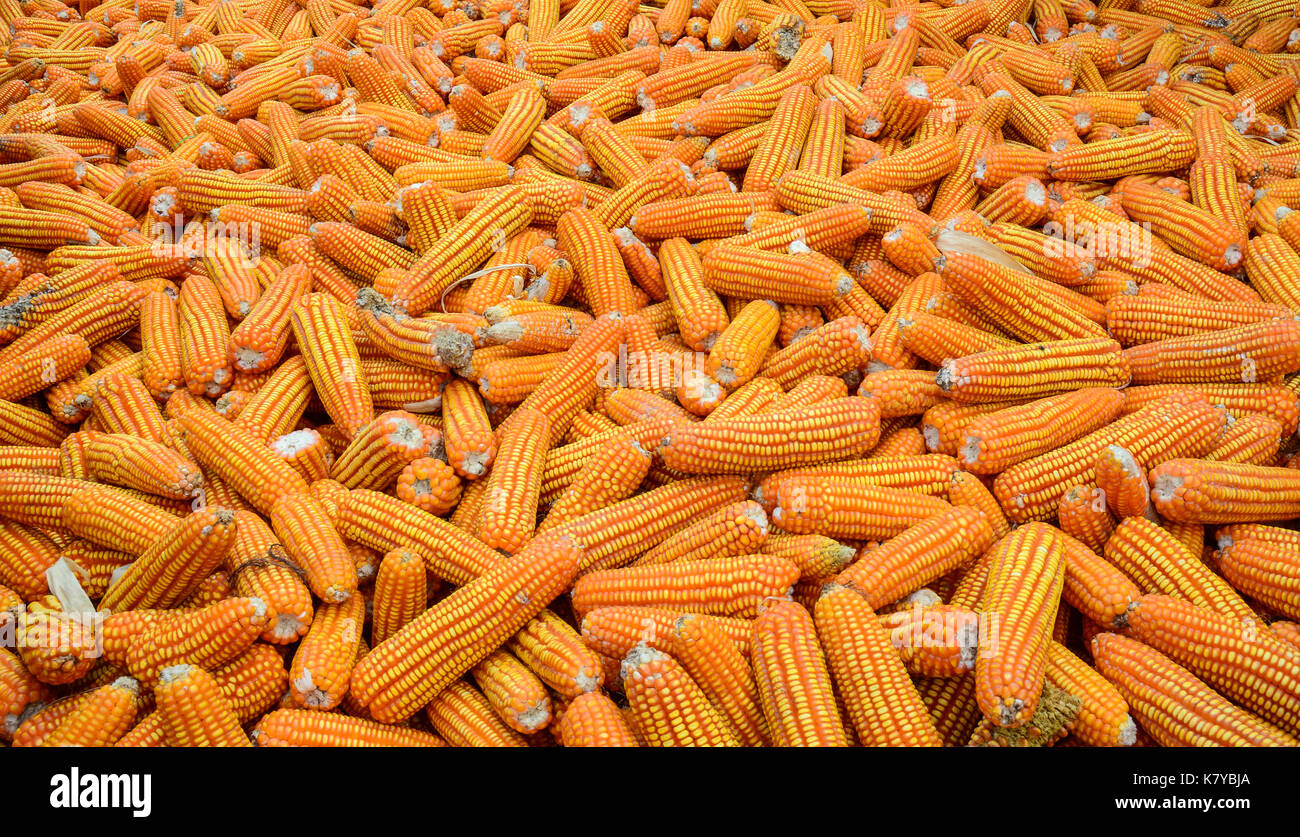 Drying corn at the plantation in Central Highlands of Vietnam Stock ...