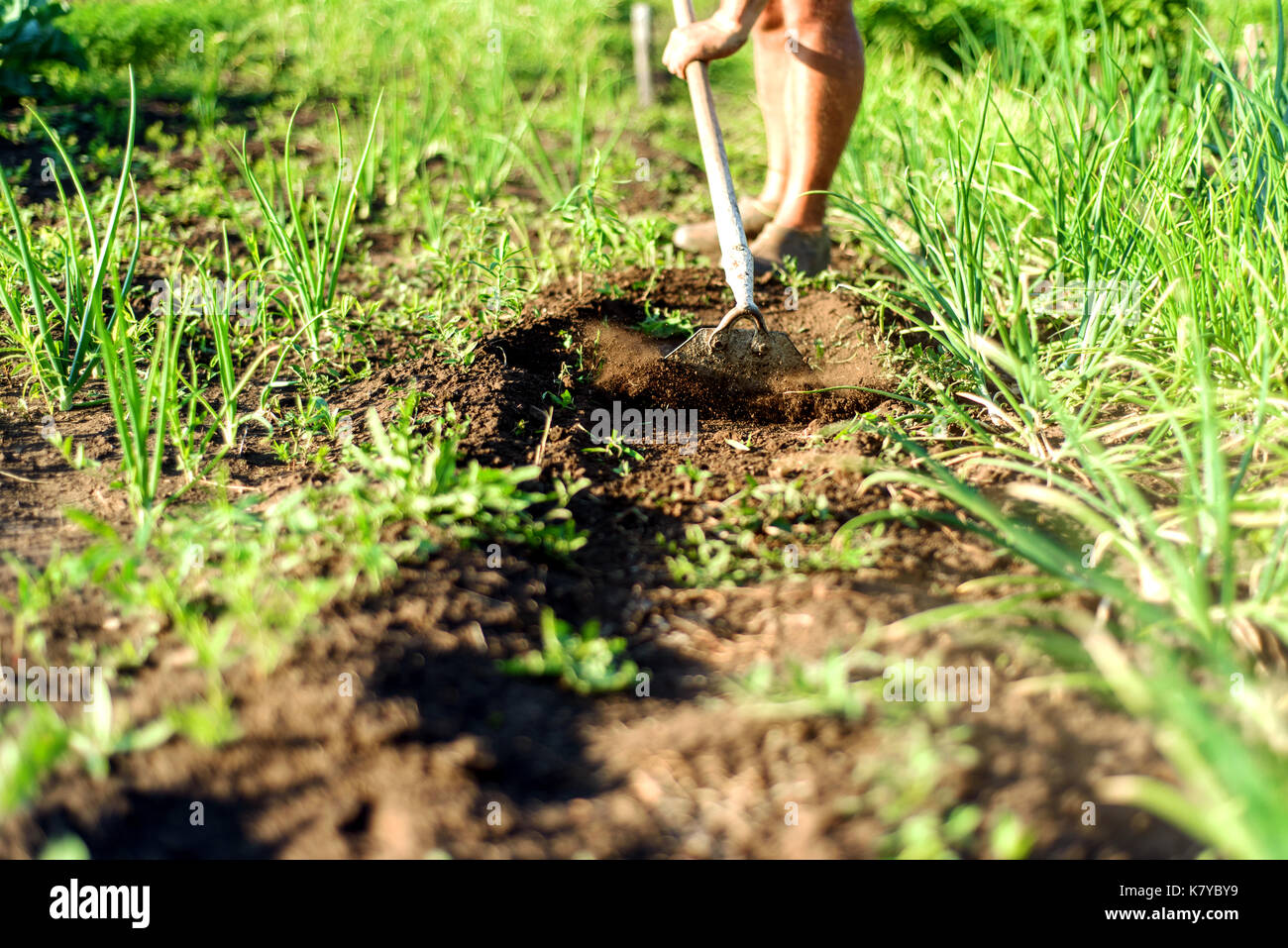 Hoe gardening hi-res stock photography and images - Alamy