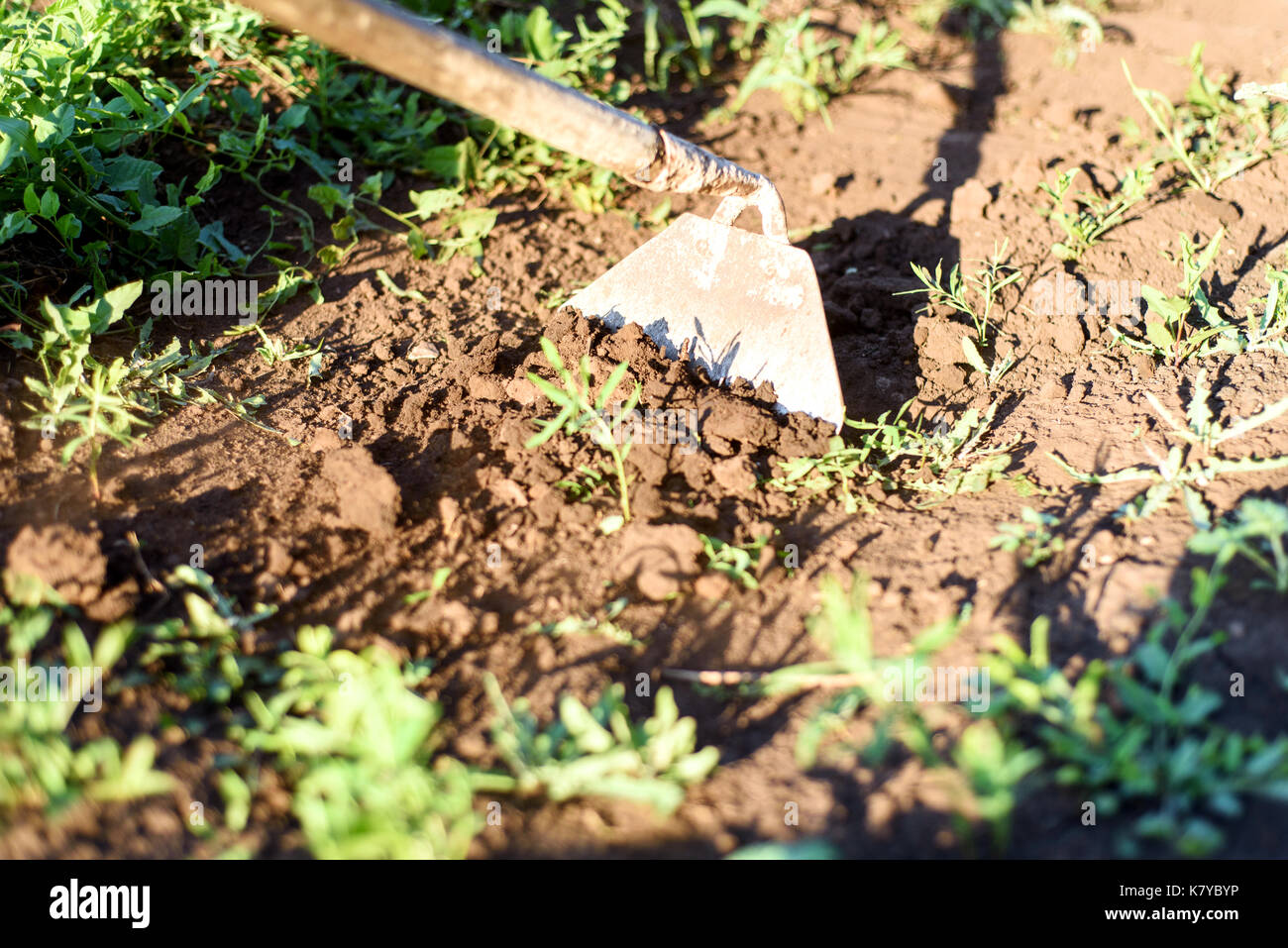 Antique rustic garden hoe clears dirt in a garden with intentional ...