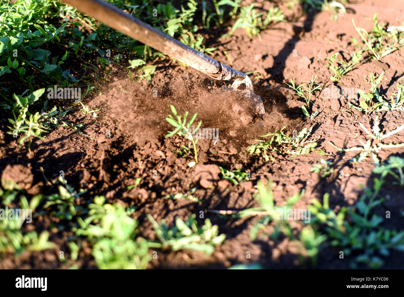 Gardener uses a hoe to weed and clear a garden path and dirt with mud ...