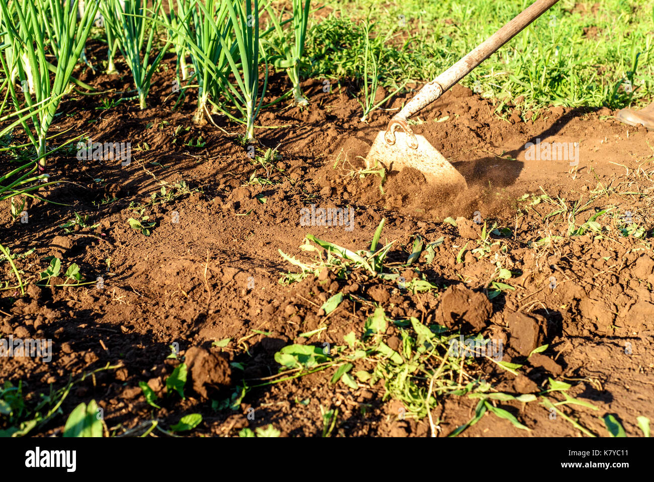 Garden hoe with movement weeding a garden area and dirt path Stock ...