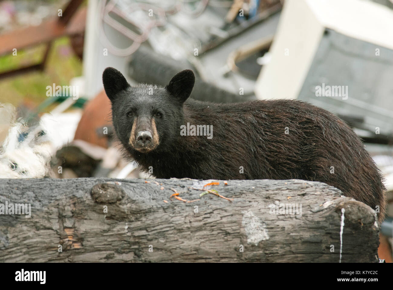 Black bear (Ursus americanus) at a garbage dump near Hyder, Alaska, USA ...