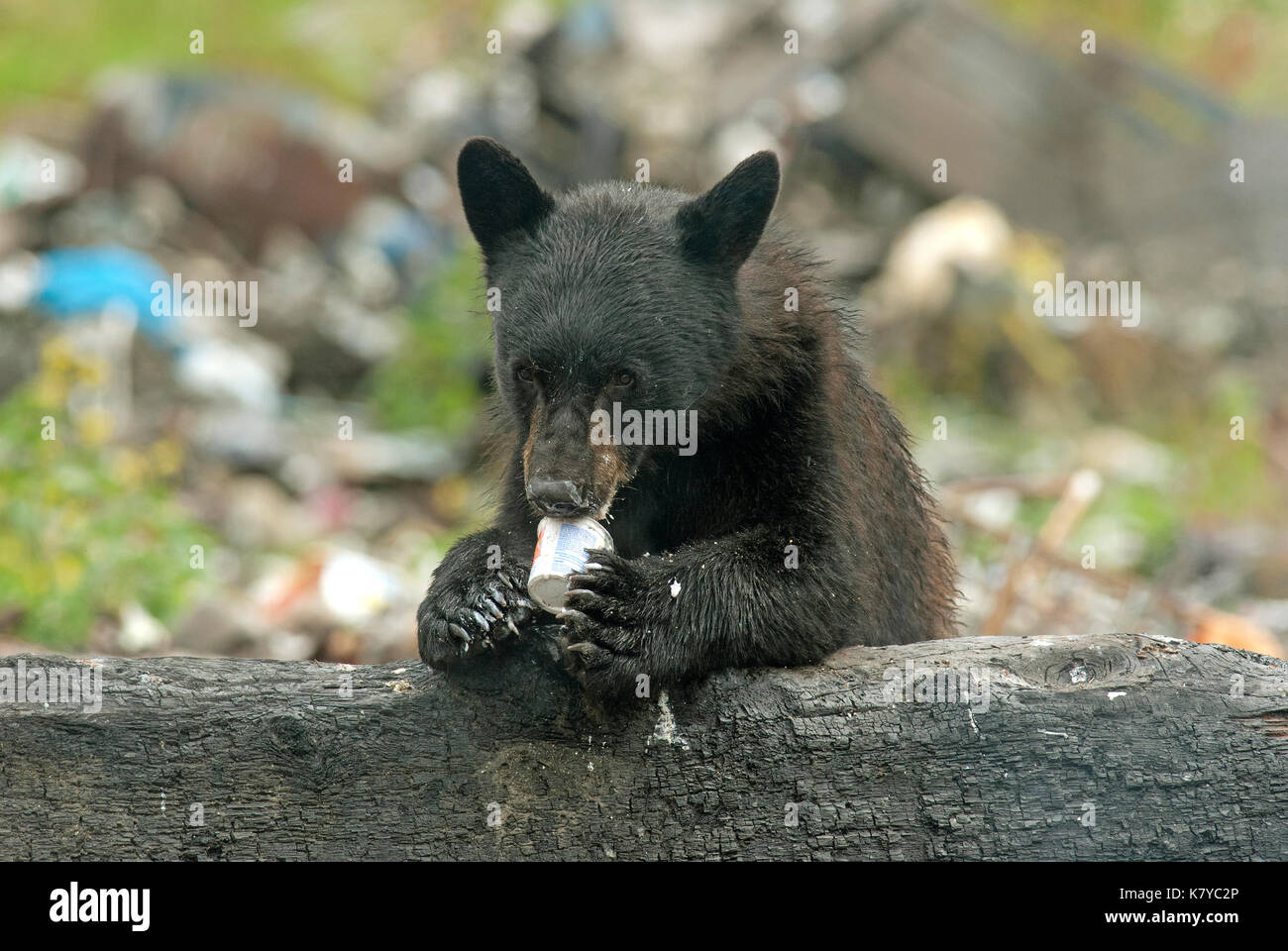 Black bears eating hi-res stock photography and images - Alamy