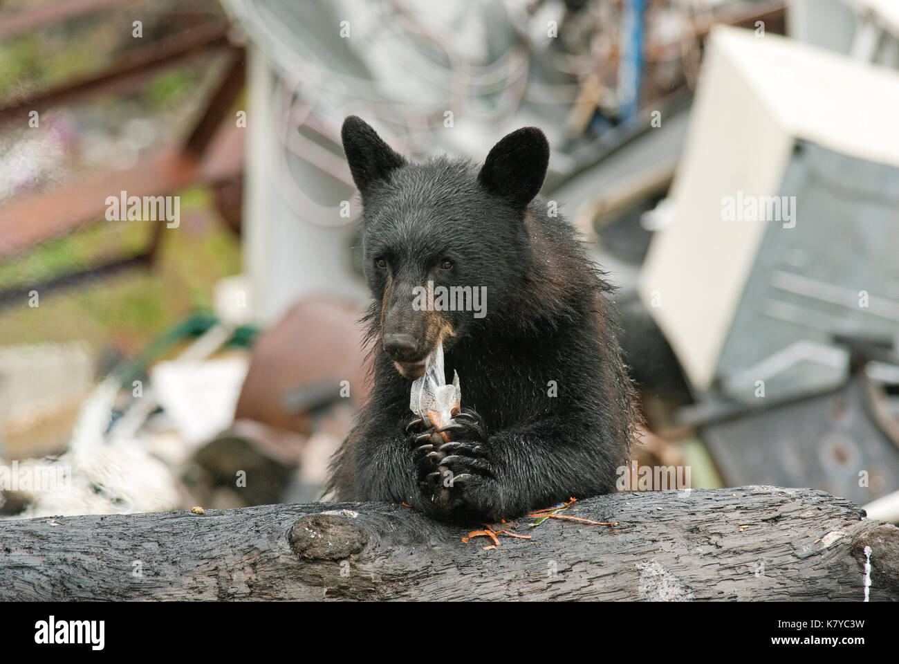 Black bear (Ursus americanus) eating at a garbage dump near Hyder ...