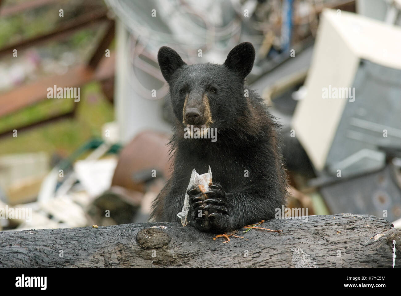 Black bear eating garbage hi-res stock photography and images - Alamy