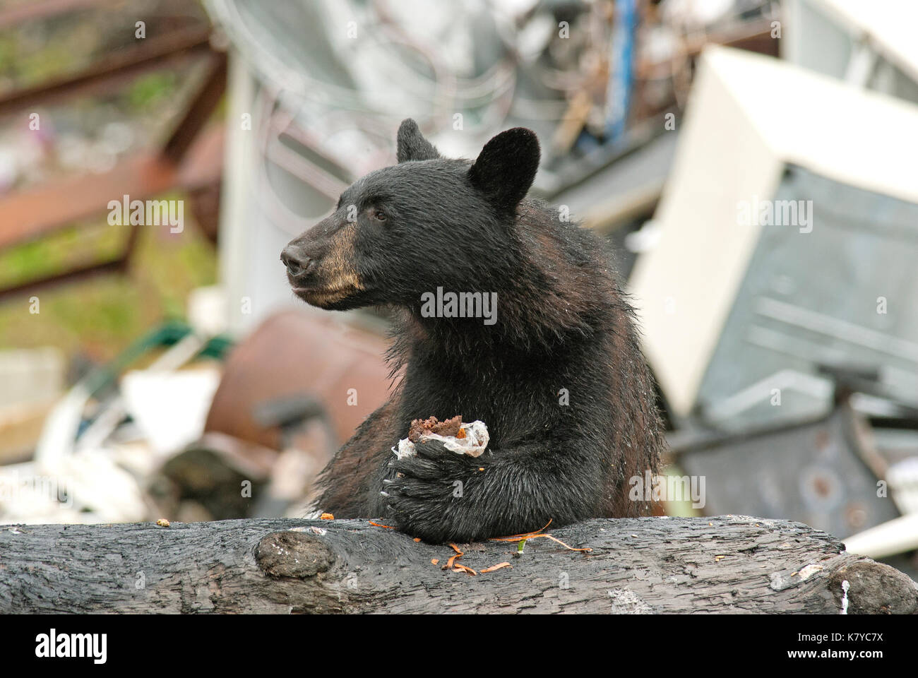 Black Bear Garbage High Resolution Stock Photography and Images - Alamy