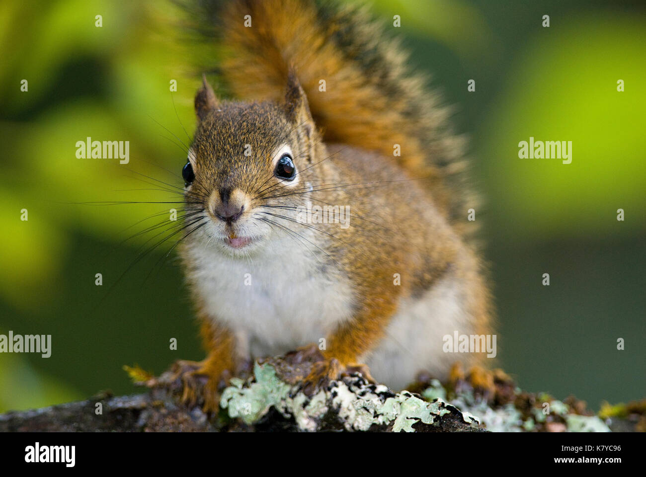American red squirrel (Tamiasciurus hudsonicus), Tongass National ...