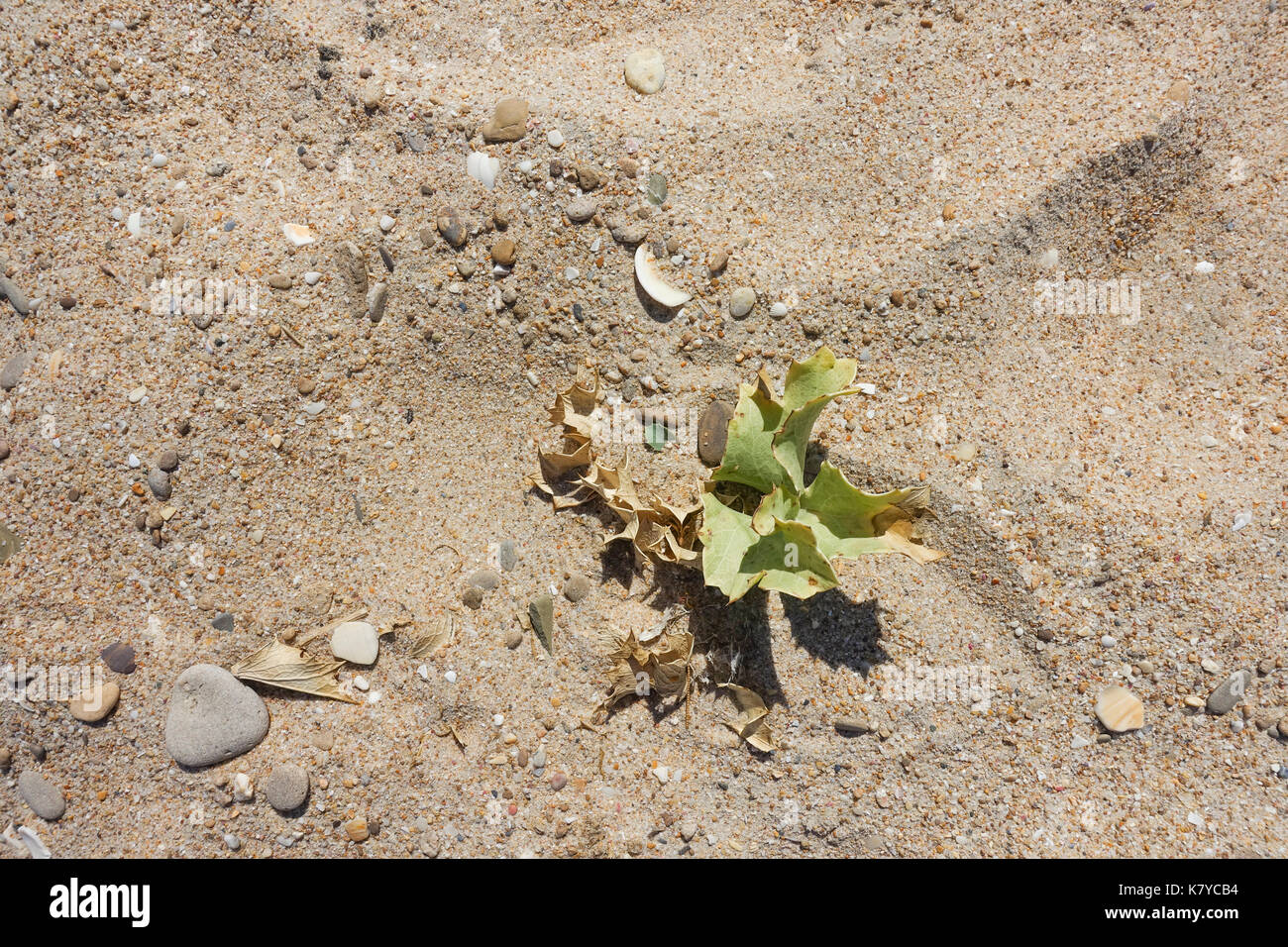 Sand thistle hi-res stock photography and images - Alamy