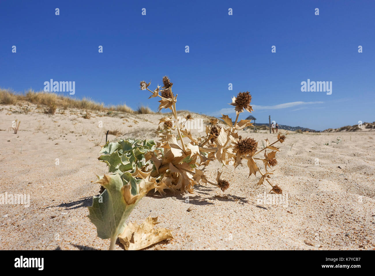 Beach thistle, Sea holly (Eryngium maritimum) on a sand dune, Atlantic ...