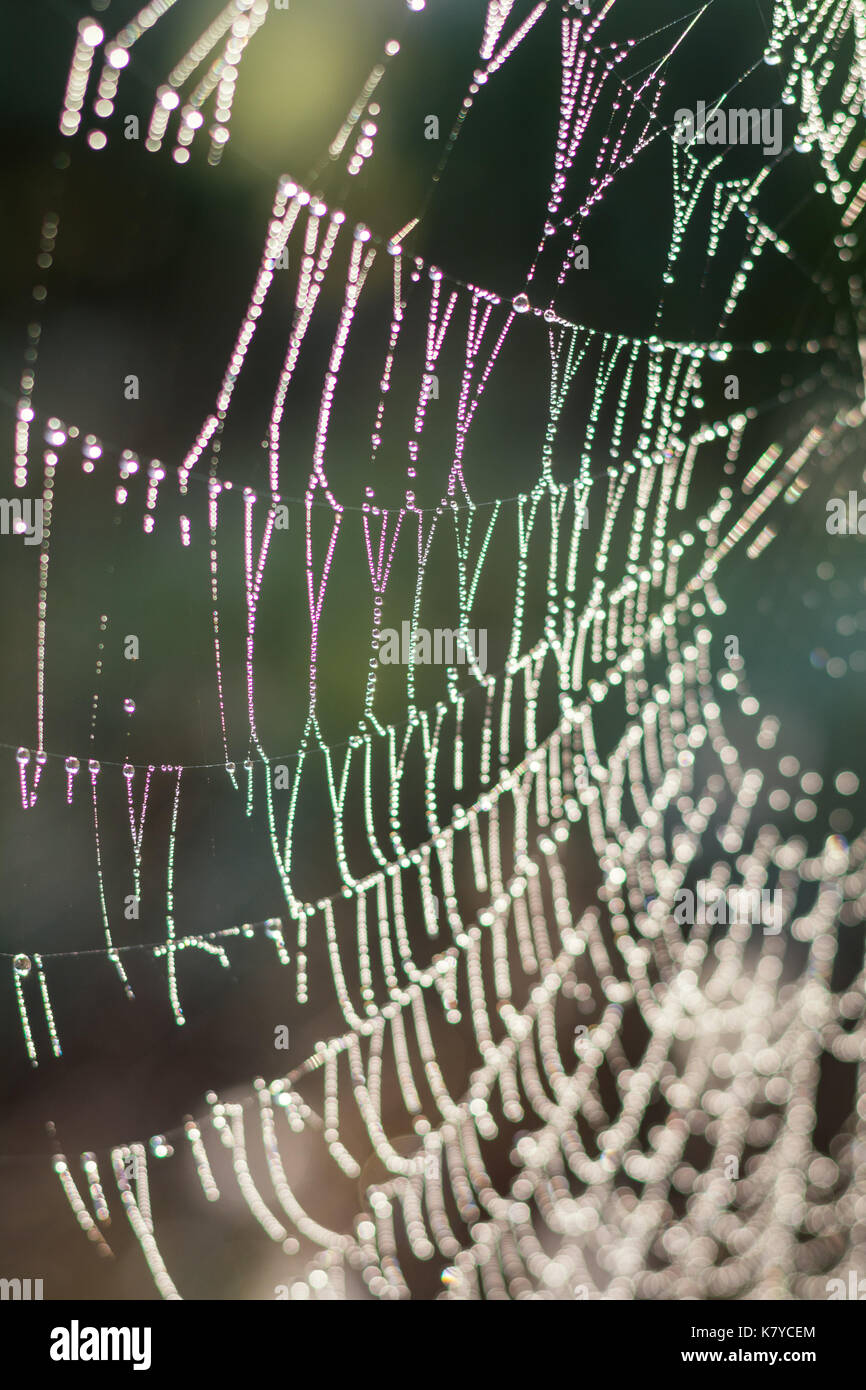 Strings of water droplets hi-res stock photography and images - Alamy
