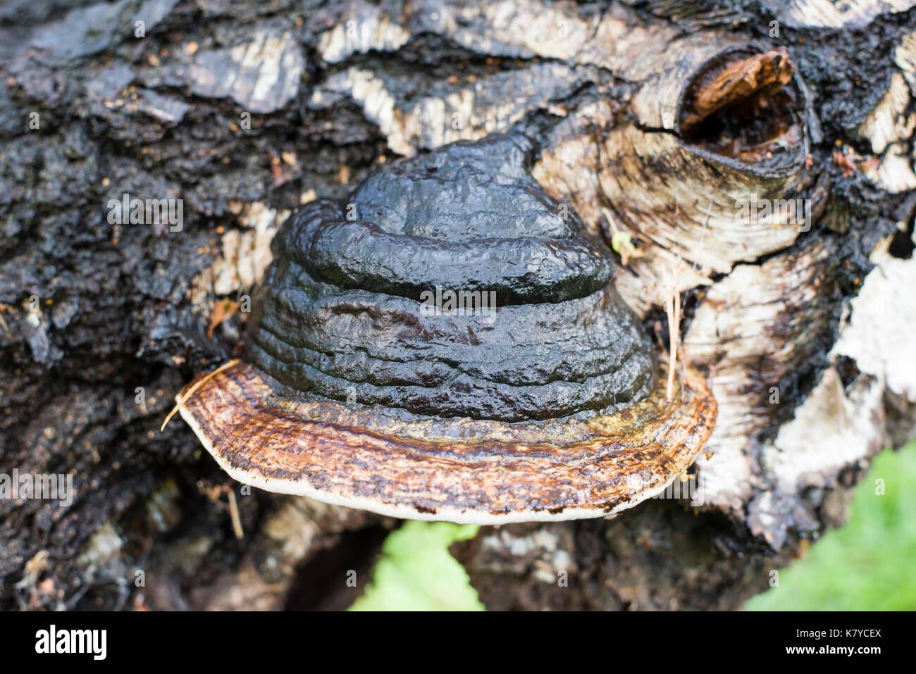 Fungus growing on silver birch Stock Photo - Alamy