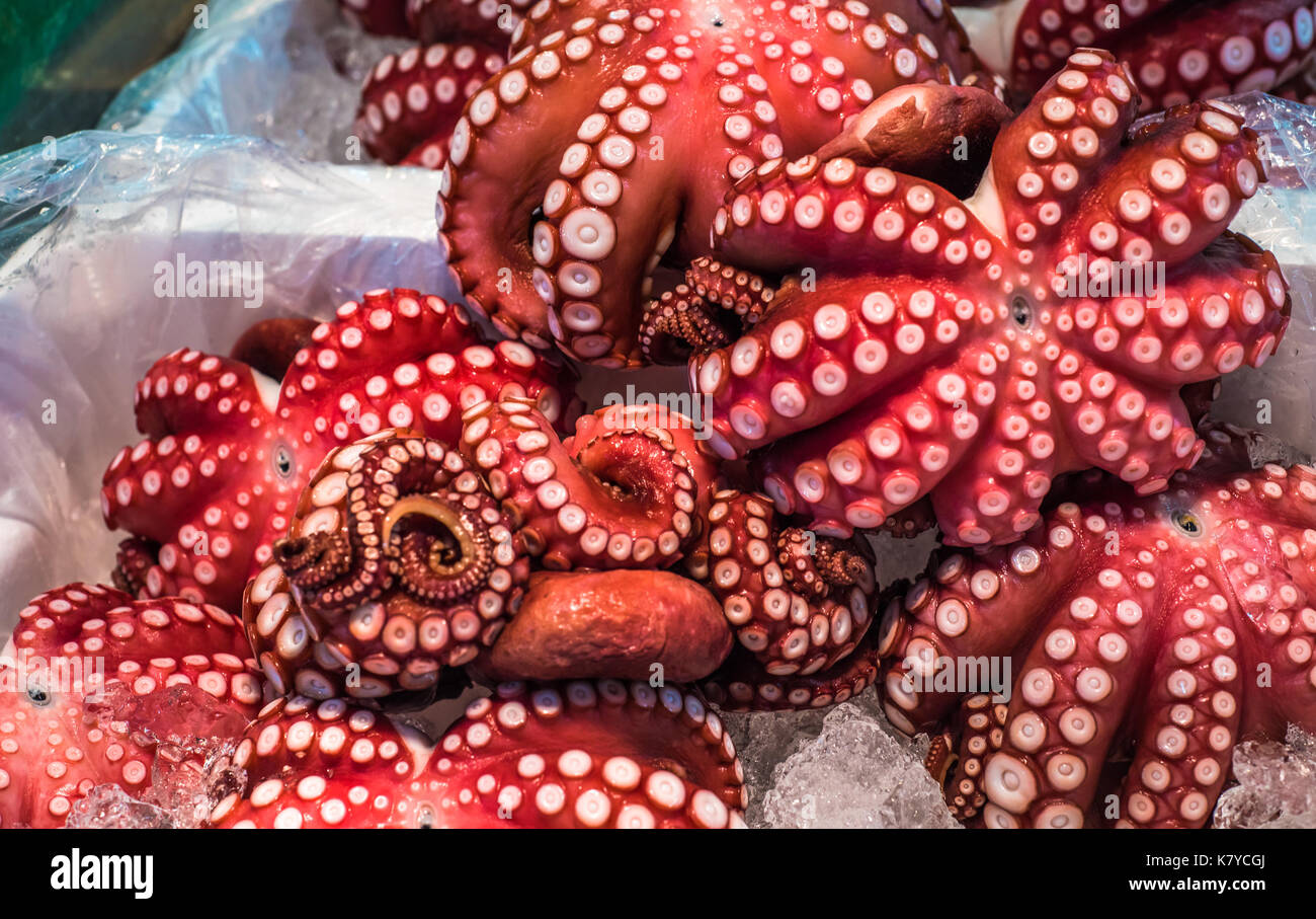 Red live octopus at Tsukiji fish market, Tokyo, Japan Stock Photo - Alamy