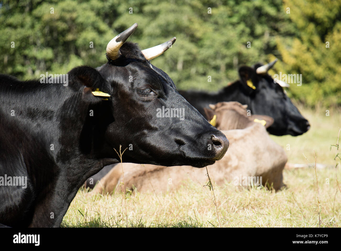 Cows, farm animals, in a meadow. Cows grazing in a meadow. Sunny day ...