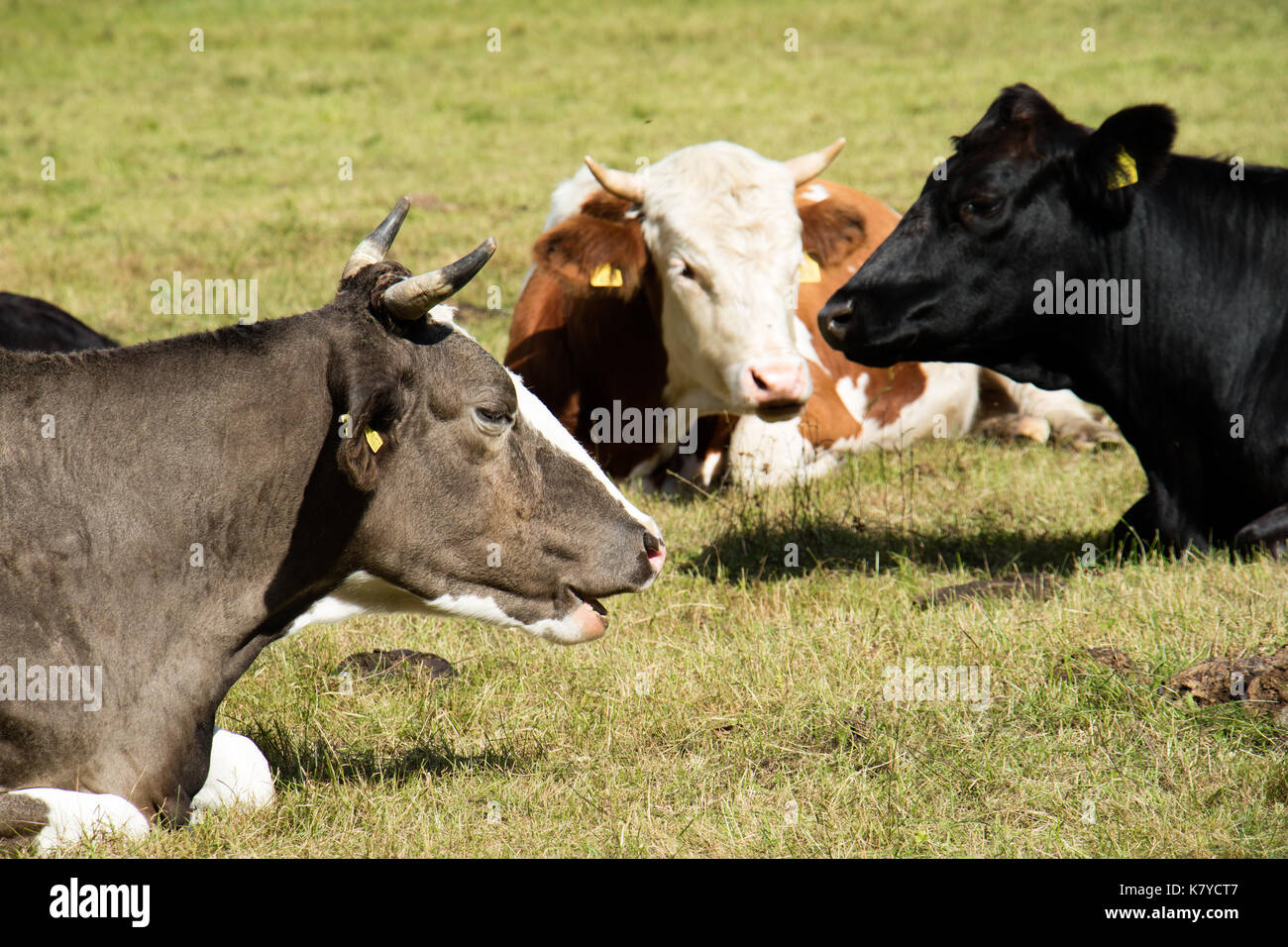 Cows, farm animals, in a meadow. Cows grazing in a meadow. Sunny day ...