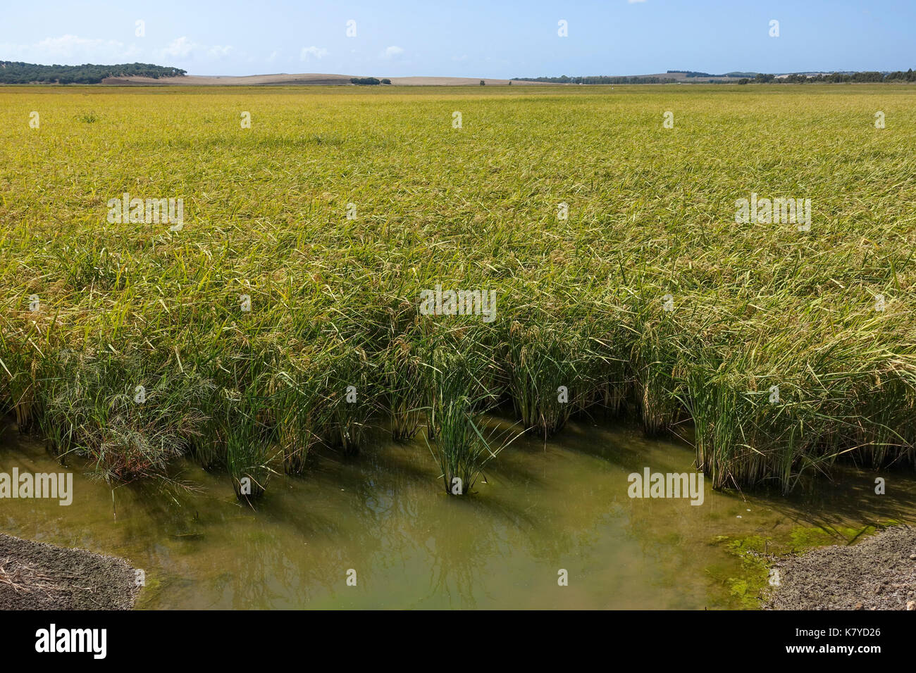 Rice paddy field europe hi-res stock photography and images - Alamy