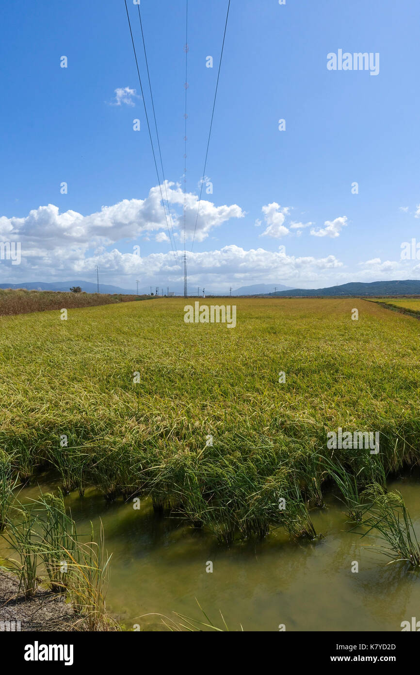 Rice paddy field europe hi-res stock photography and images - Alamy