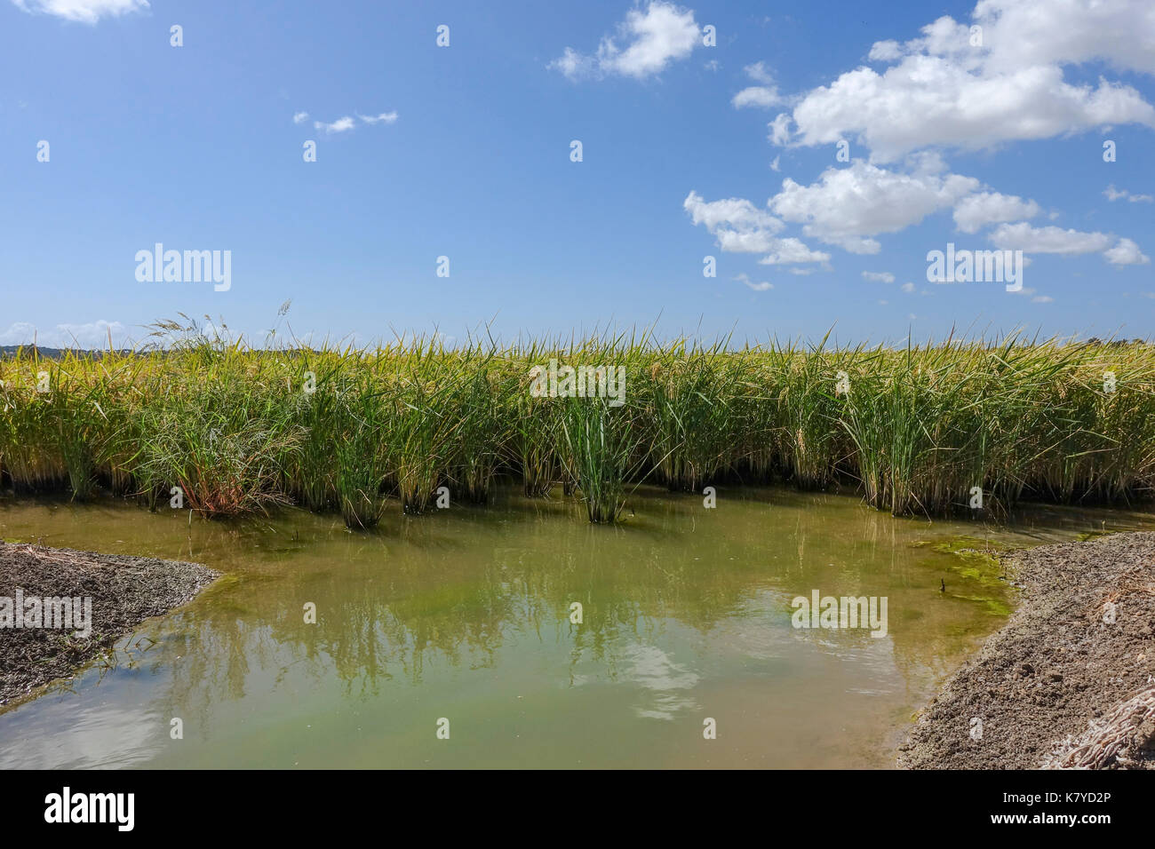 Rice paddy field europe hi-res stock photography and images - Alamy