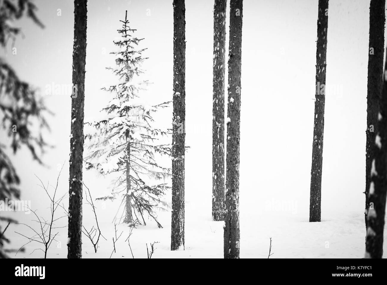 Part of a series of a snowy scene with a pine tree emerging from the ...