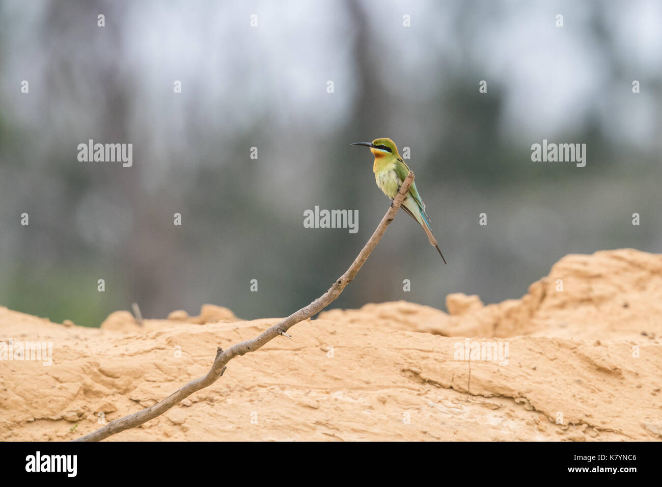 Blue-tailed Bee-eater (Merops philippinus Stock Photo - Alamy