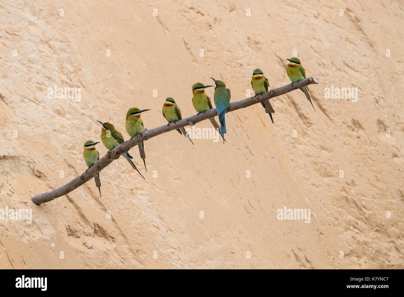 Blue-tailed Bee-eater (Merops philippinus Stock Photo - Alamy