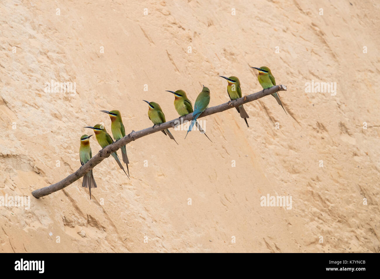 Blue-tailed Bee-eater (Merops philippinus Stock Photo - Alamy