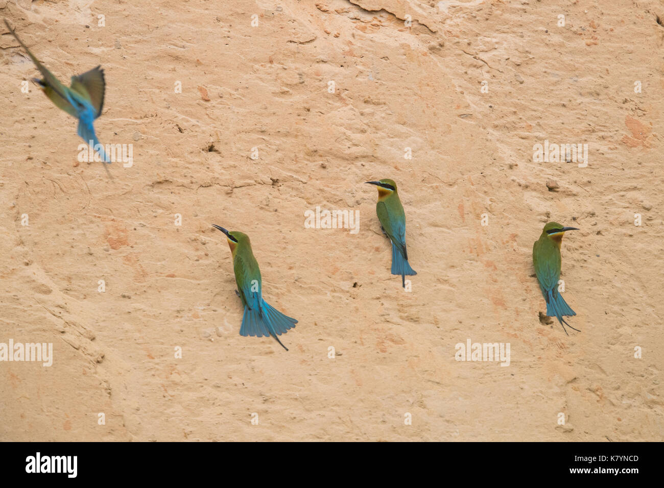 Blue-tailed Bee-eater (Merops philippinus Stock Photo - Alamy