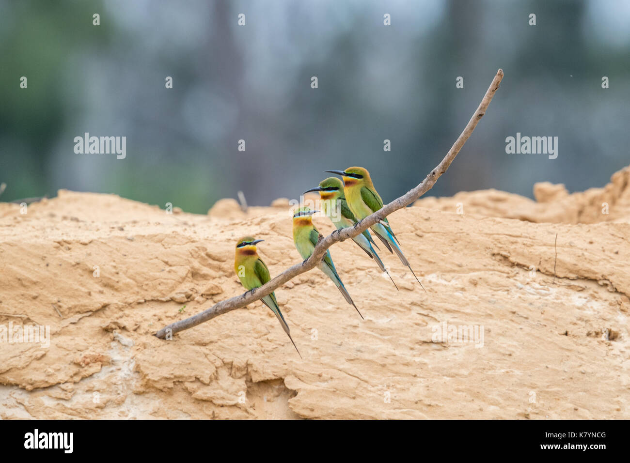 Blue-tailed Bee-eater (Merops philippinus Stock Photo - Alamy