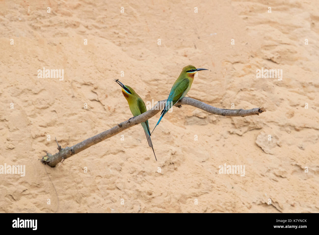 Blue-tailed Bee-eater (Merops philippinus Stock Photo - Alamy