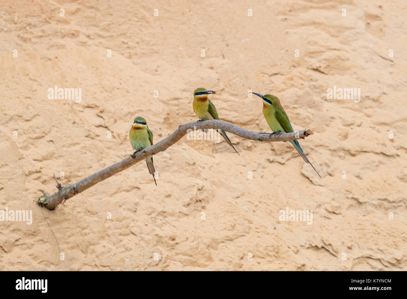 Blue-tailed Bee-eater (Merops philippinus Stock Photo - Alamy