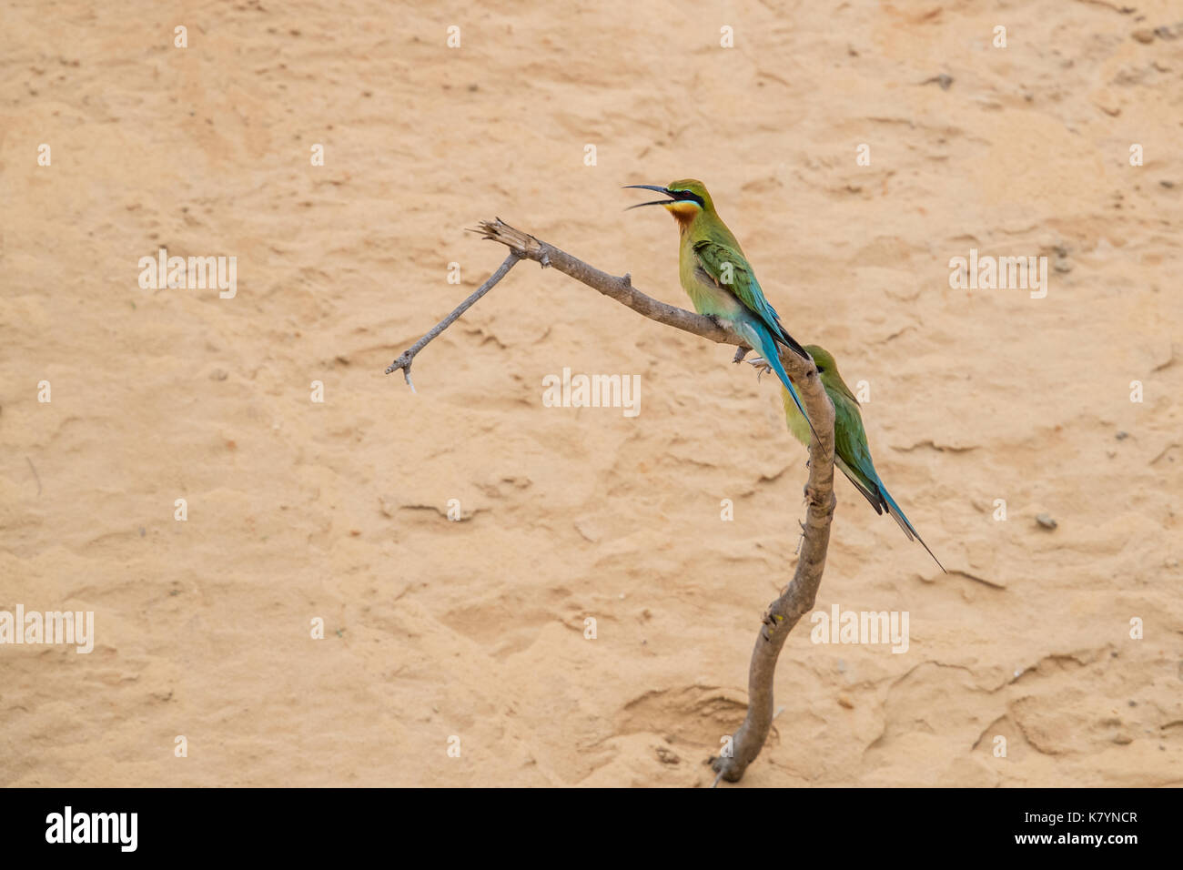 Blue-tailed Bee-eater (Merops philippinus Stock Photo - Alamy