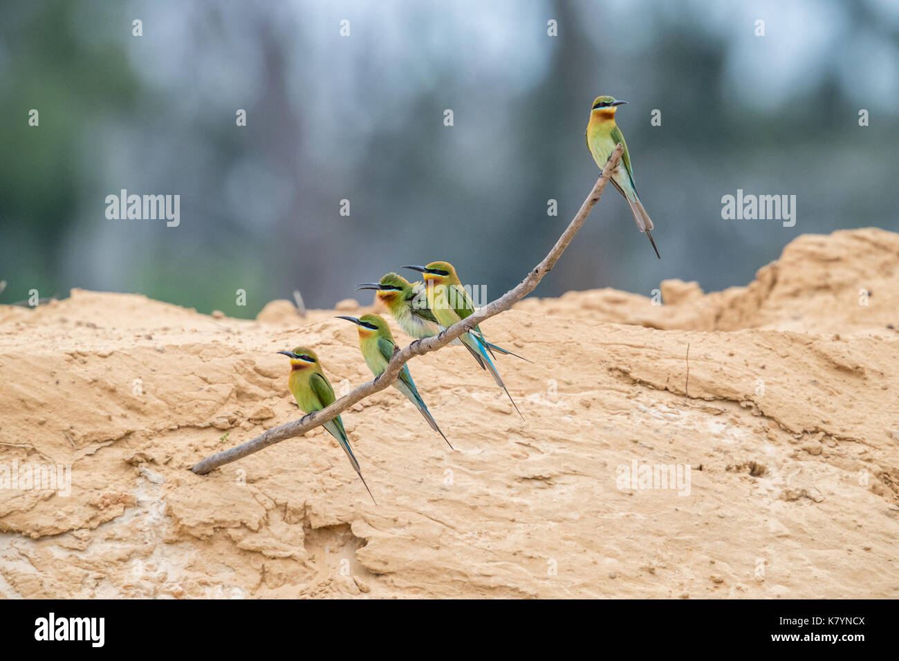 Blue-tailed Bee-eater (Merops philippinus Stock Photo - Alamy