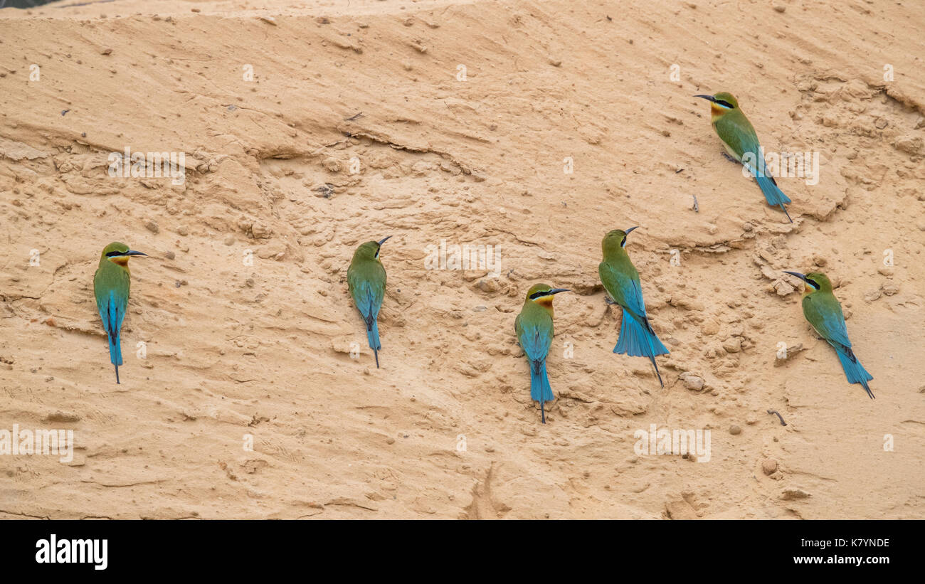 Blue-tailed Bee-eater (Merops philippinus Stock Photo - Alamy