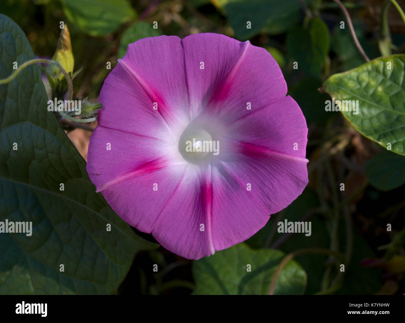 Morning glory flower Stock Photo - Alamy