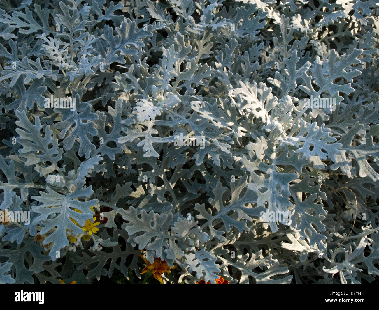 Senecio cineraria cineraria maritima silver hi-res stock photography ...